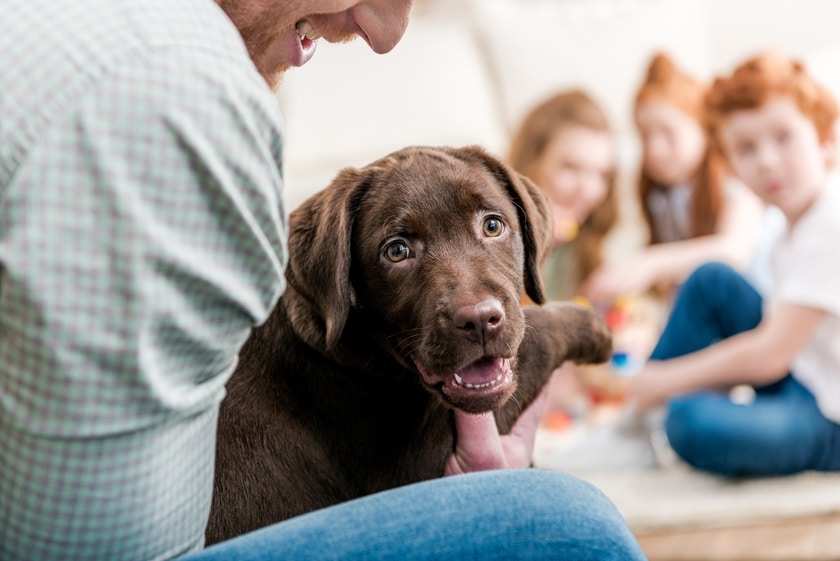 Hundehaltung: Wissenswertes rund um die Haltung von Hunden ...